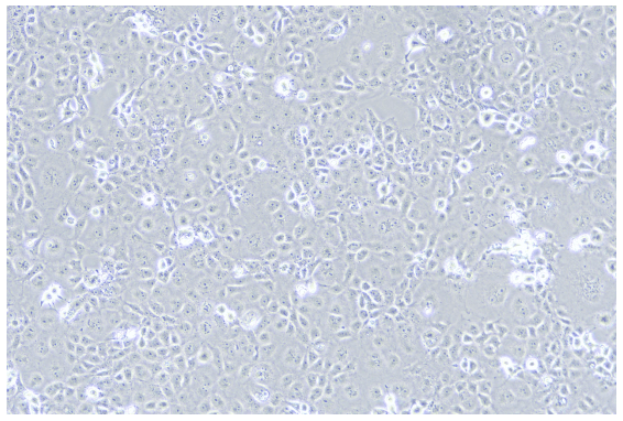 细胞产品-Cos-7（非洲绿猴SV40转化的肾细胞） - 苏州新赛美生物科技有限公司
